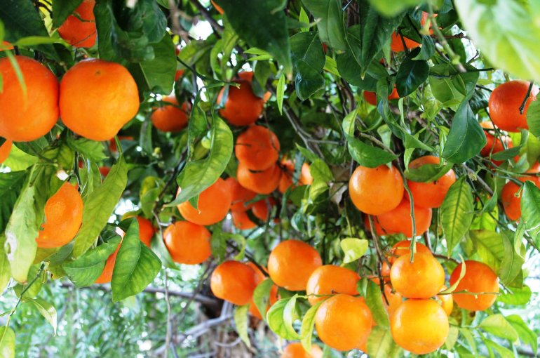 Orange Cultivation in the North Eastern States of India